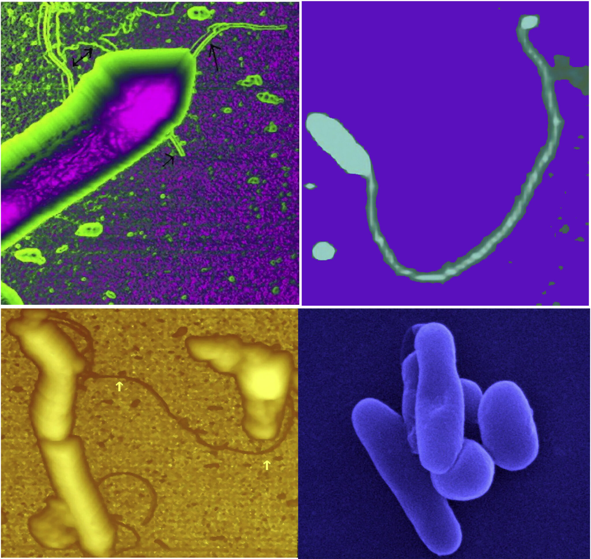AASM Online Course - AASM - Asian -African Society of Mycobacteriology
